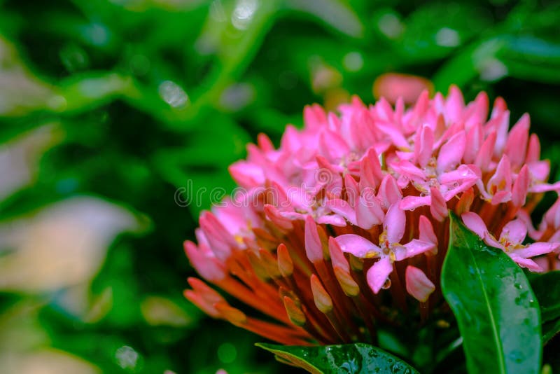 Ixorabloem of Gele Aarbloem Die in Tuin Bloeien Stock Afbeelding ...