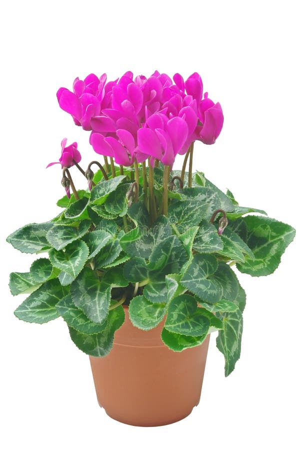 Cyclamen Het Gebied Van Kleurrijke Verscheidenheid Van Cyclaam Bloeit ...