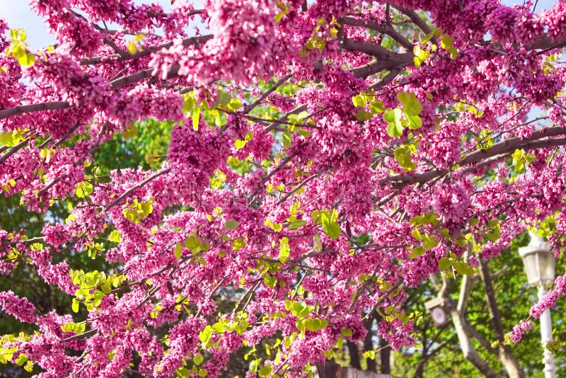 Roze boom stock afbeelding. Image of helder, plaats, gekleurd - 31178041