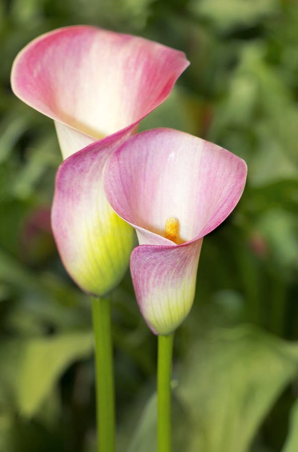 Roze Calla Lelie Met Vele Bladeren Stock Afbeelding - Image of boeket ...