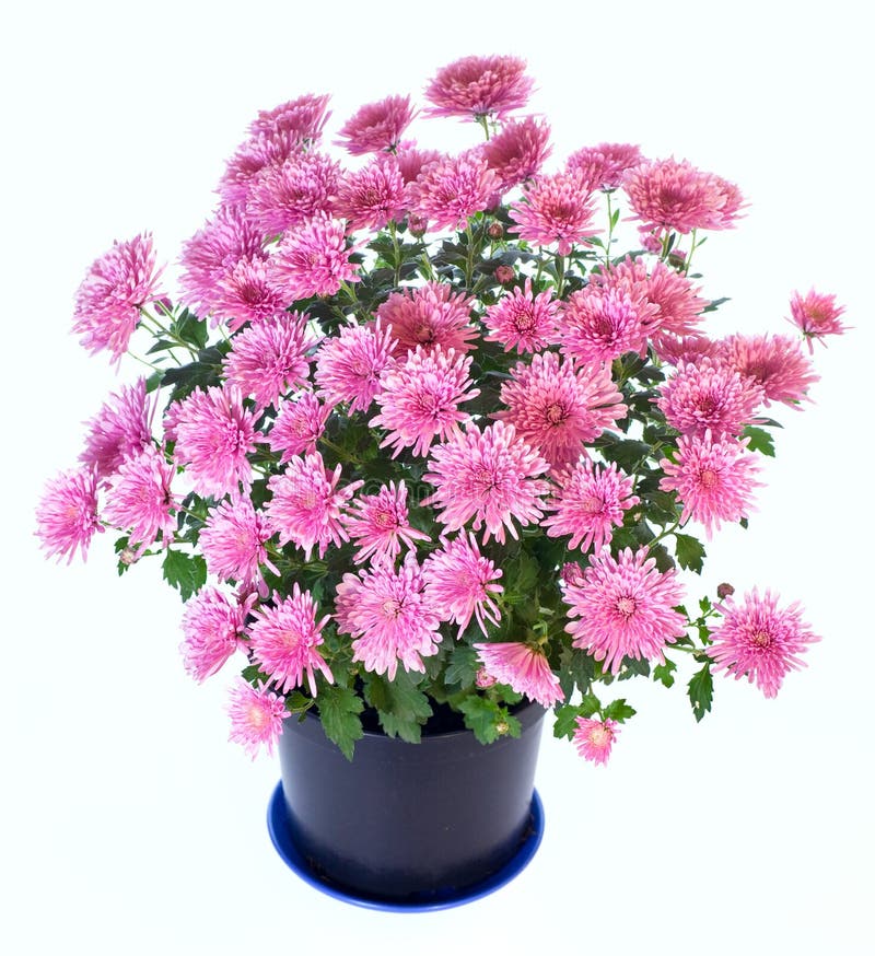 Roze chrysant stock foto. Image of seizoen, najaar, roze - 17922416