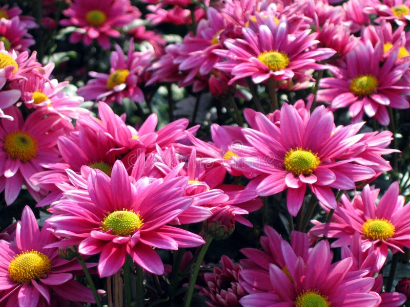Witte chrysant stock afbeelding. Image of uitgelijnd, helder - 3772667
