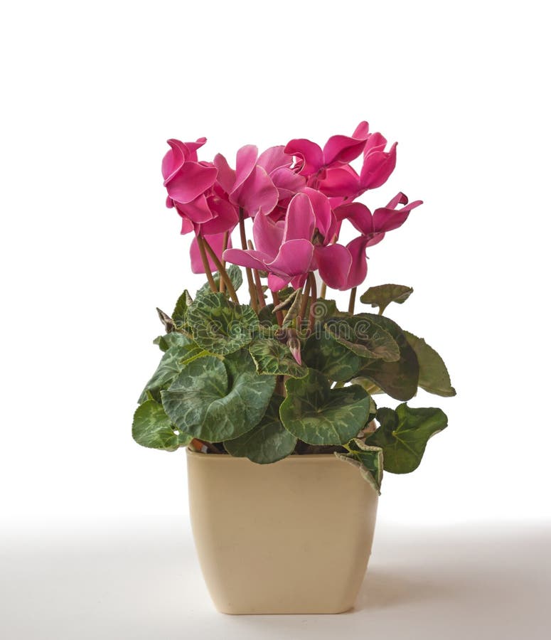 Roze Cyclaam in Een Bloempot Stock Foto - Image of magenta, kleur: 99688948