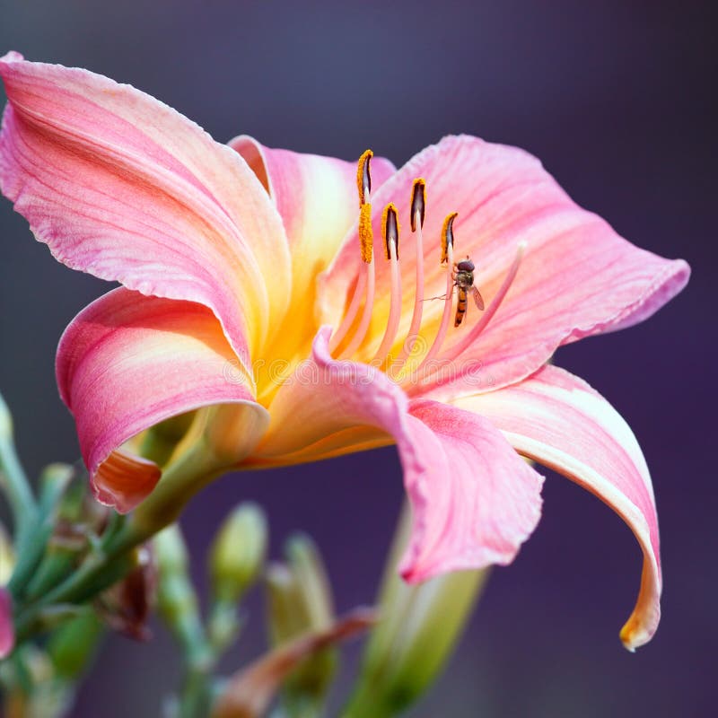 Roze daglelie stock foto. Image of roze, bloem, bloemblaadjes - 20605982