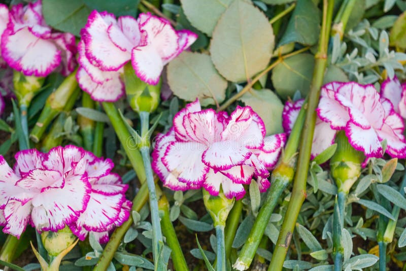 Roze En Witte Dianthus Caryophyllus of Anjer Stock Foto - Image of ...