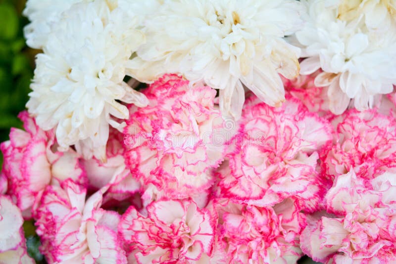 Boeket Van Roze Hyacinth Groene Bladeren Kleine Witte Bloemen Van ...