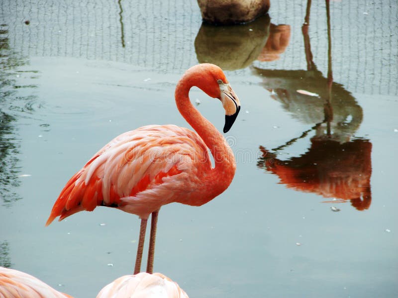 Roze Flamingo stock foto. Image of echt, nave, flamingo - 1167028