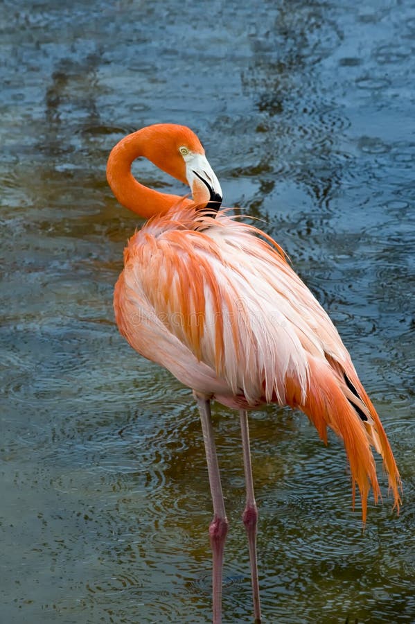 Enige flamingo 1 stock foto. Image of roze, leefgebied - 988878
