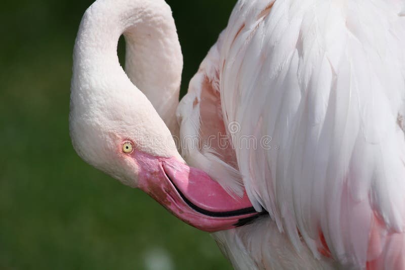 Roze Flamingo in De Wildernis Stock Foto - Image of veren, vogel: 20409578