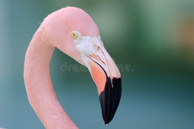 Roze Flamingo stock afbeelding. Image of kijk, water - 23627551