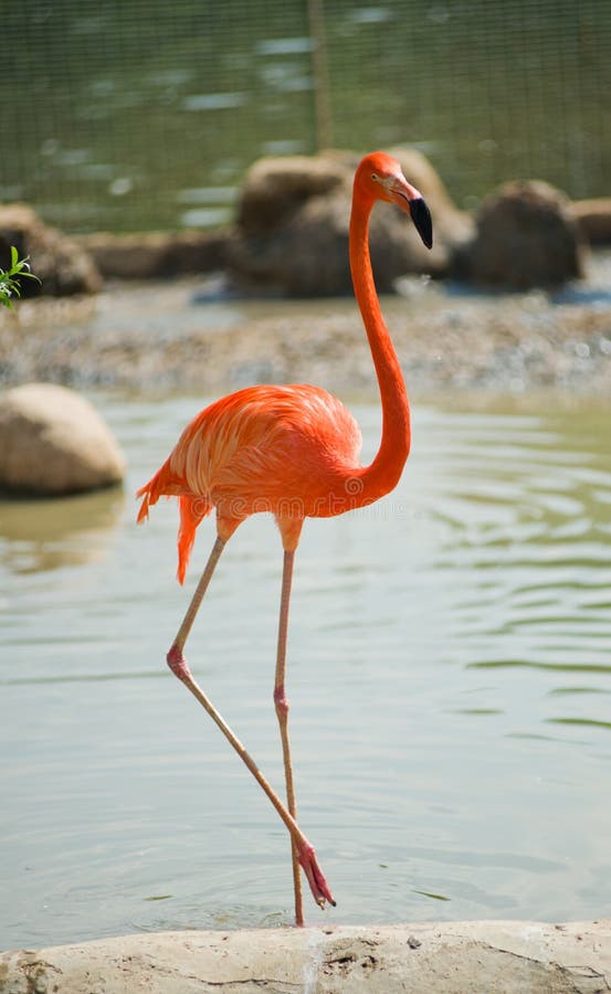 Roze flamingo stock afbeelding. Image of kleur, exotisch - 25386709
