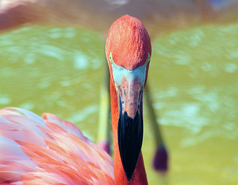 Roze Flamingo stock foto. Image of migrerend, veren, flamingo - 49218272