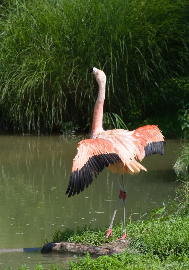 Roze flamingo stock foto. Image of elegant, paradijs, nave - 6093760