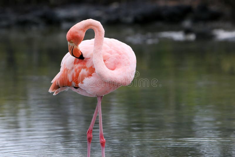 Grotere Flamingo, Phoenicopterus Ruber, De Roze Grote Vogel Van Nice ...