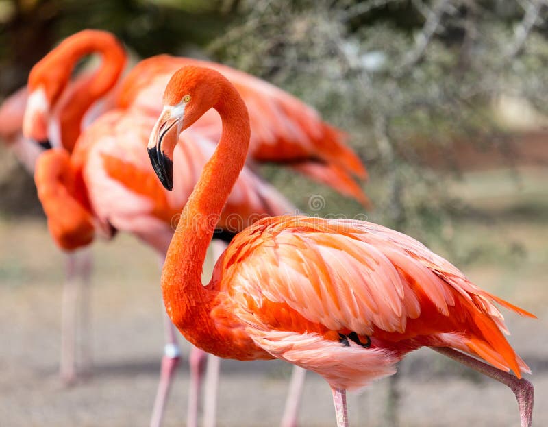 Flamingo stock afbeelding. Image of sinaasappel, nave - 80582759