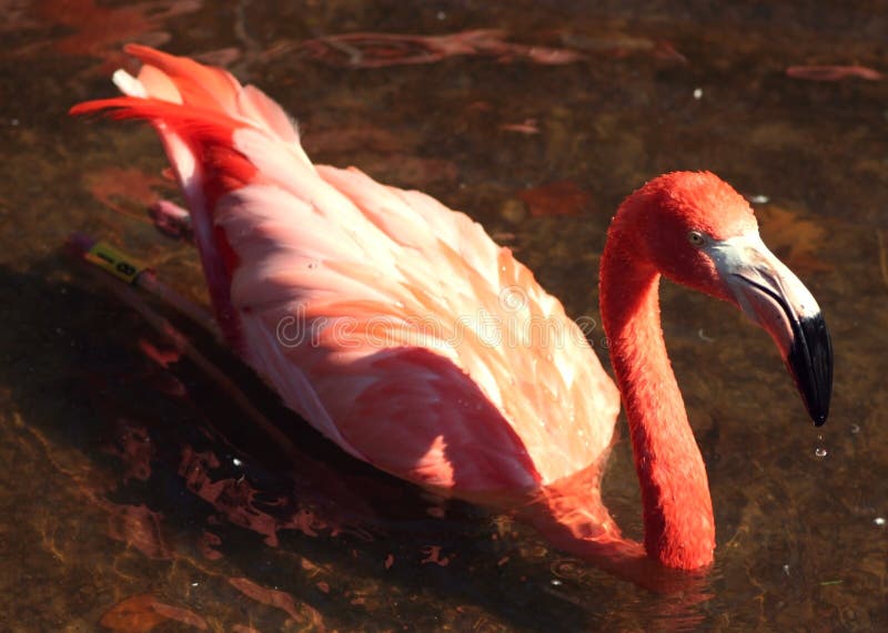 Roze Flamingo stock afbeelding. Image of vleugels, veer - 816671
