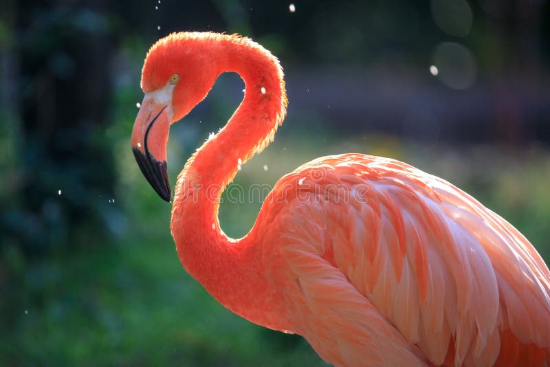Roze Flamingo stock foto. Image of water, nave, dierentuin - 145450228