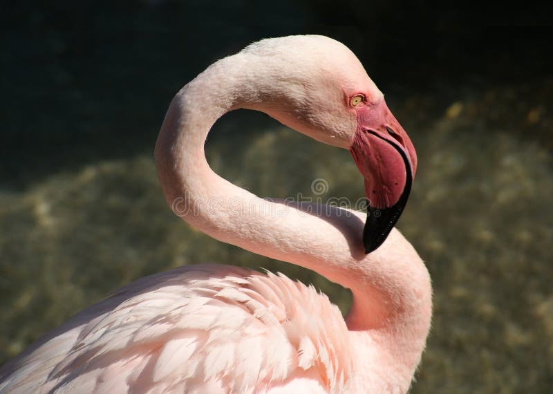 Roze Flamingo in De Wildernis Stock Foto - Image of veren, vogel: 20409578