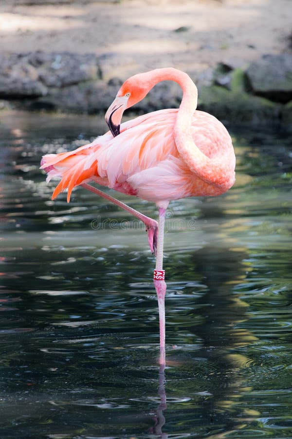 Roze flamingo in het water stock afbeelding. Image of purper - 70257649