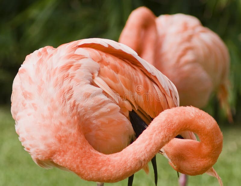 Roze Flamingo Op Groene Achtergrond Stock Foto - Image of mooi, lang ...