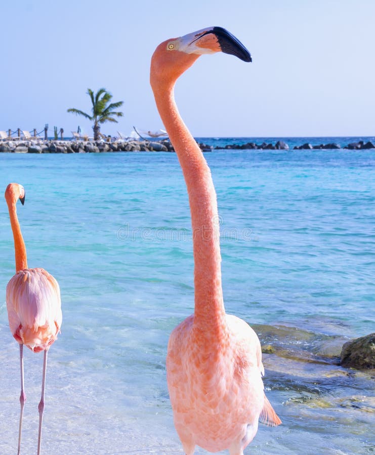 Roze Flamingo Die Op Het Strand, Het Eiland Van Aruba Lopen Stock Foto ...