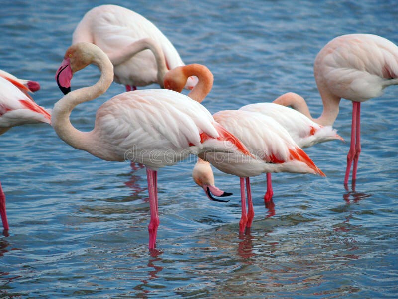 Het Roze Nationale Park Van Flamingo'scamargue, Frankrijk Stock Foto ...