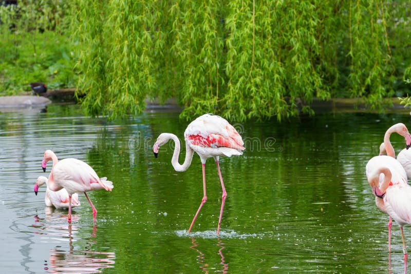 Roze Flamingo's stock afbeelding. Image of fauna, lang - 47793647