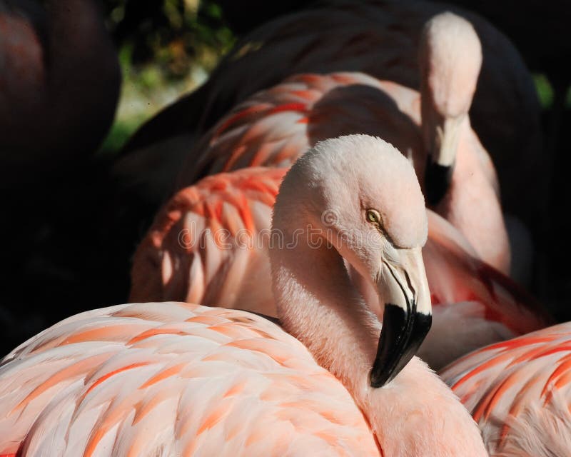 Roze Flamingos Op Het Meer Vogels Roze Flamingos Walk Op Het Meer ...