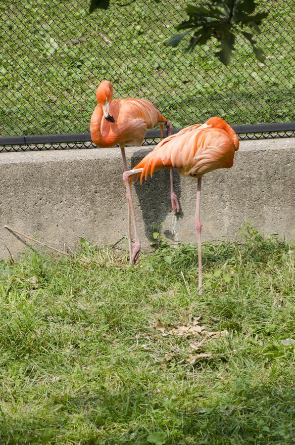 Roze Flamingo's stock afbeelding. Image of elegant, leven - 97373721