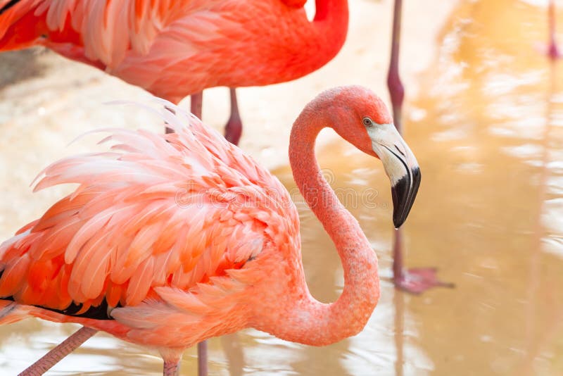 Roze Flamingo's in Het Wild Stock Afbeelding - Image of hoofd, foto ...