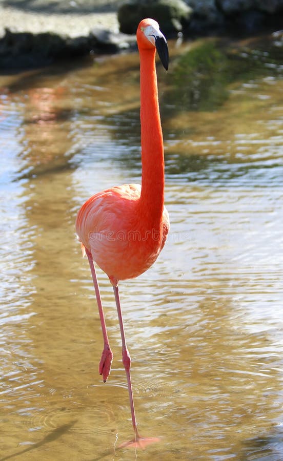 Roze Flamingo's, Het Wilde Leven Stock Foto - Image of vriendelijk ...