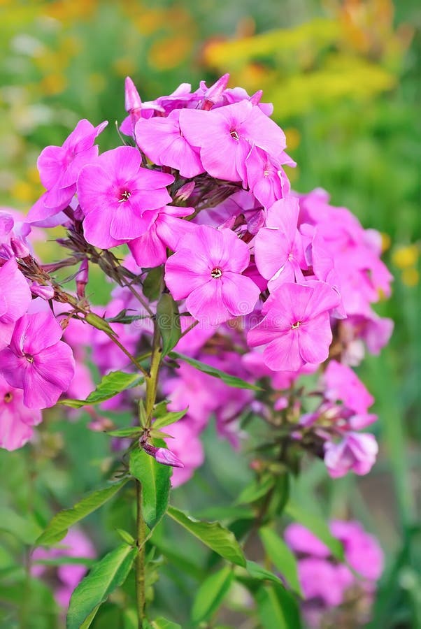 Roze flox stock foto. Image of groen, helder, buiten - 42334422