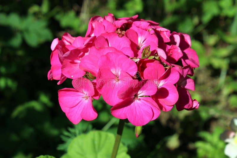 Roze geranium stock afbeelding. Image of plantkunde, installatie - 45044397