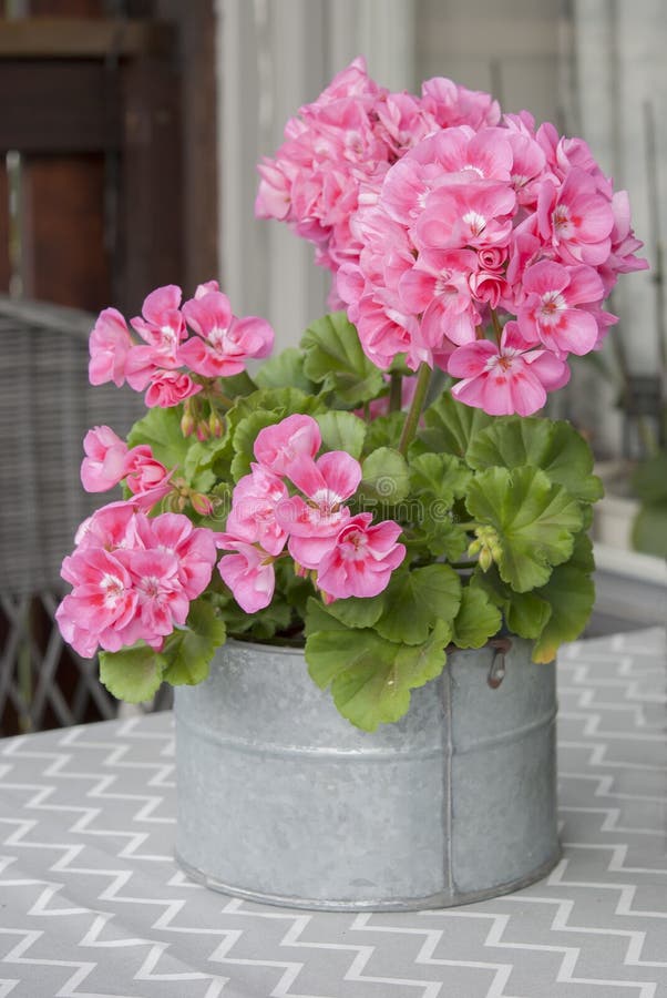 Stromende geraniums stock afbeelding. Image of stromend - 55460885