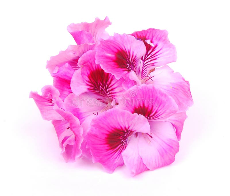 Roze geraniumbloemen stock foto. Image of schoonheid - 17216388