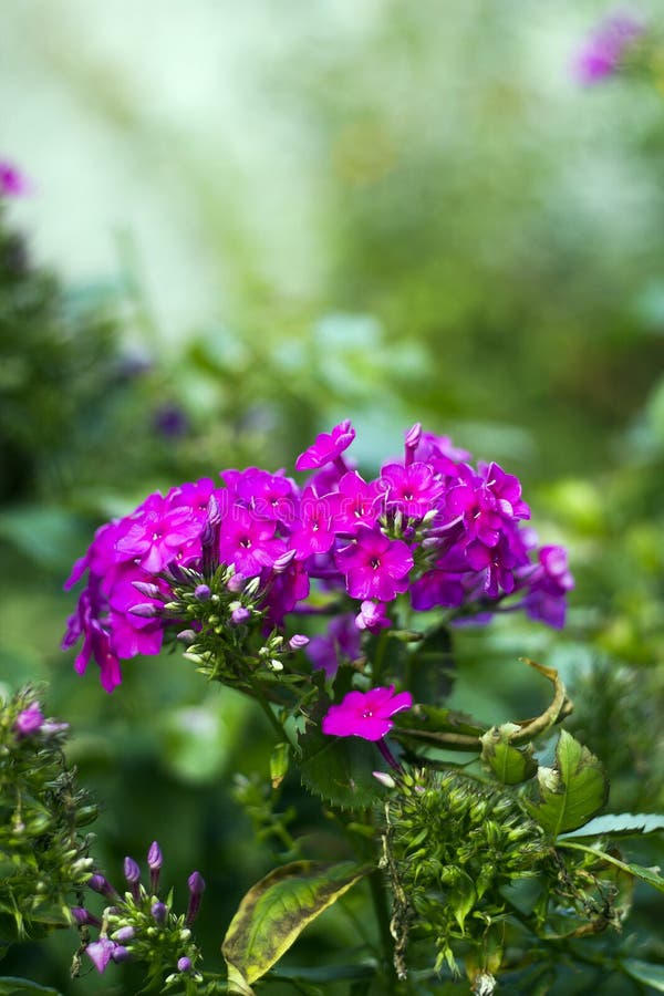 Roze Geraniumbloemen in Tuin Stock Foto - Image of nadruk, bloembed ...