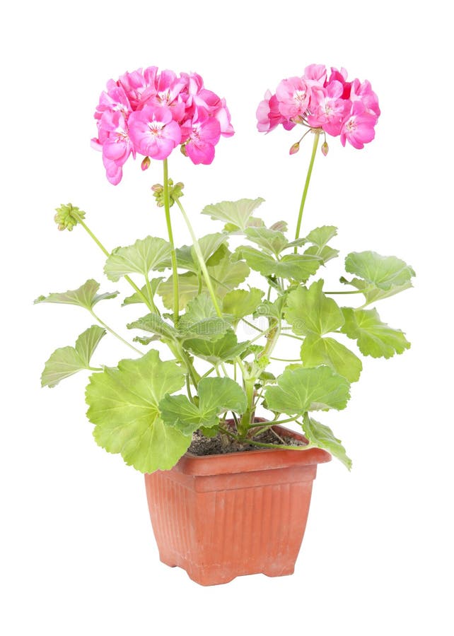 Ingemaakte Rode Roze Geranium Op Witte Achtergrond Stock Foto - Image ...