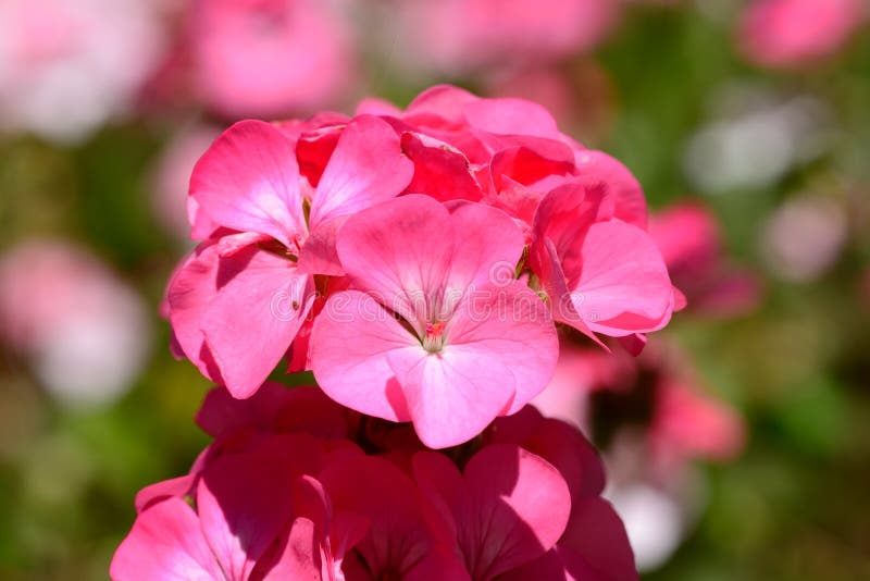 Roze geraniums in bloei stock afbeelding. Image of sluit - 105132539