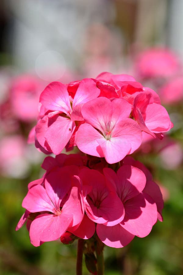 Roze geraniums in bloei stock afbeelding. Image of sluit - 105132539