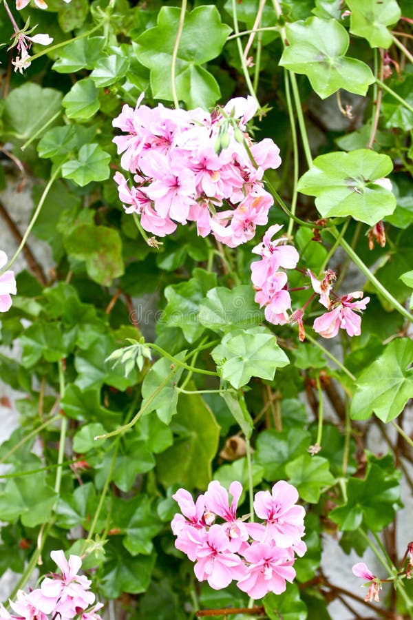Roze Geraniums Met Groene Bladeren Stock Afbeelding - Image of groen ...