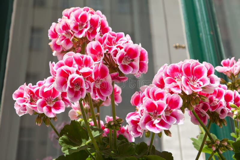 Roze Geraniums Op De Vensterbank Stock Afbeelding - Image of tuin ...