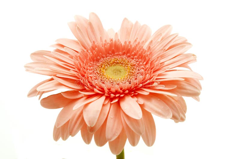 Roze gerbera stock afbeelding. Image of besnoeiing, leven - 28014763