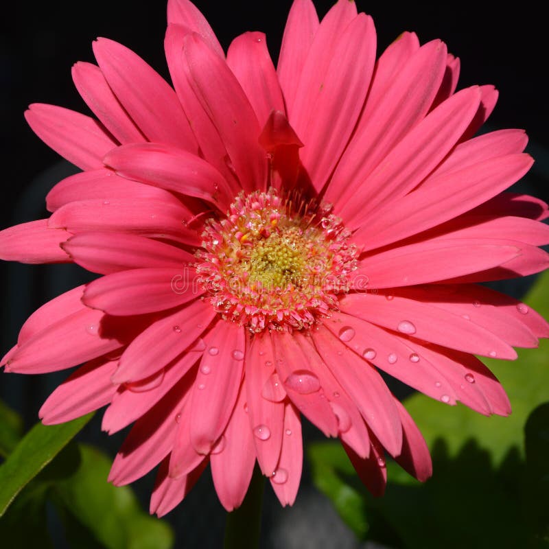 Roze Gerbera Daisy stock foto. Image of bloemen, madeliefje - 58527312