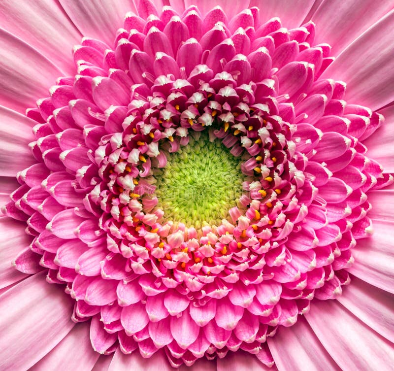 Mooie roze chrysantenbloem stock foto. Image of gevoelig - 31424820