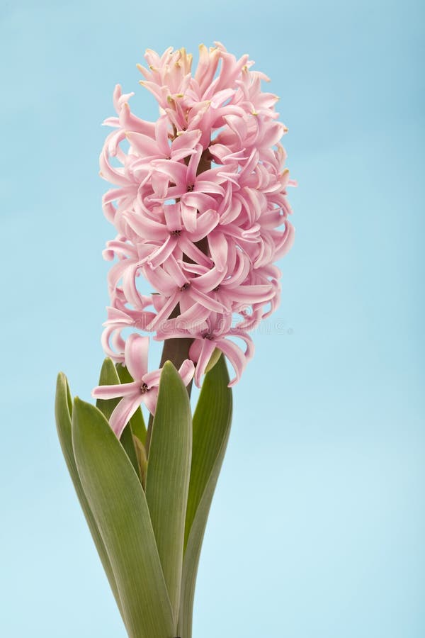 Roze Hyacint in Een Mand Op Het Venster En Het Hart Stock Foto - Image ...