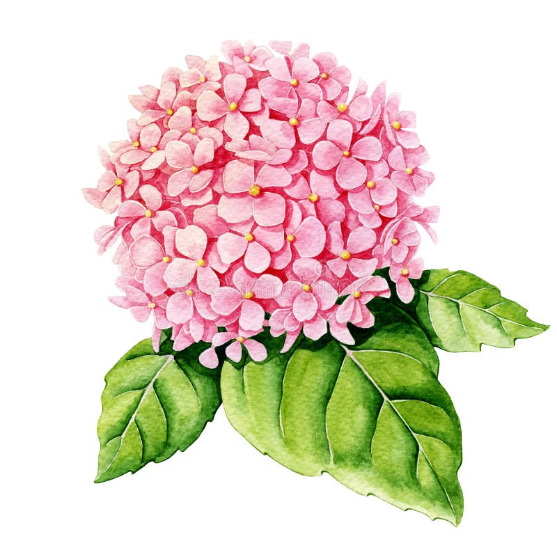 Roze Hydrangea Hortensia Watercolor Stock Illustratie Illustration Of