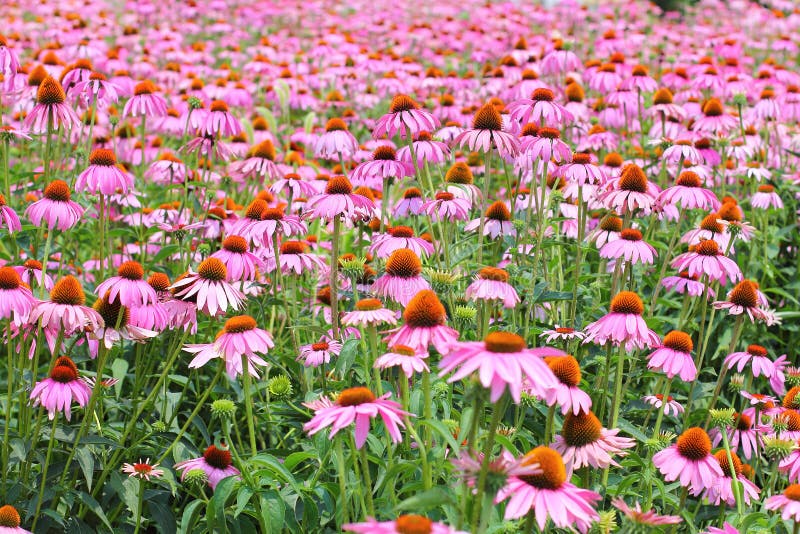 De Roze Gember Van De Kegel Stock Afbeelding - Image of hoofd ...