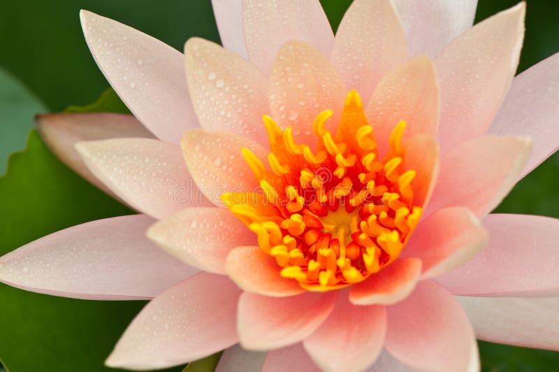 Roze lotusbloem stock afbeelding. Afbeelding bestaande uit vijver ...