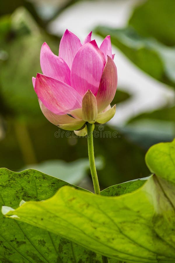 Roze lotusbloem stock foto. Image of azië, lelie, geurig - 31206742