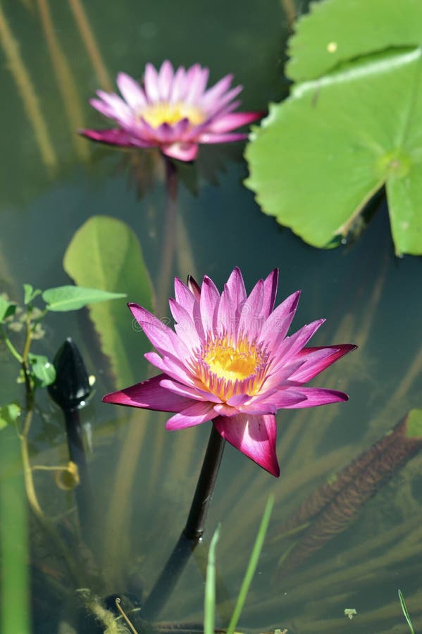 Roze lotusbloem stock afbeelding. Image of bloei, zomer - 31631129